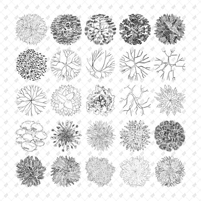 Vector, PNG Hand Drawn Trees in Top View Set – Studio Alternativi