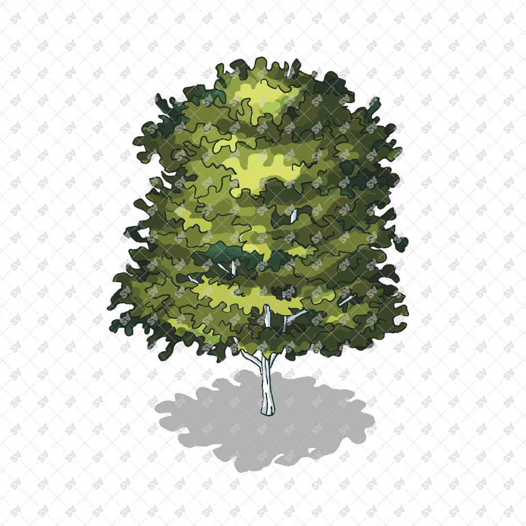 Isometric Hand Drawn Trees | Studio Alternativi