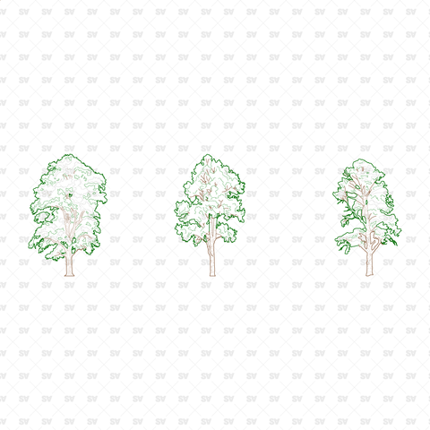 CAD, Vector, PNG Winter Trees in Color and B/W – Studio Alternativi
