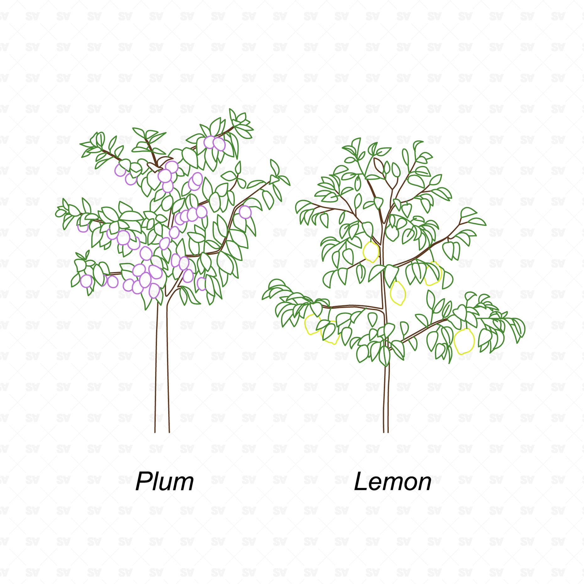 CAD & Vector Fruit Plants Mega-Pack – Studio Alternativi