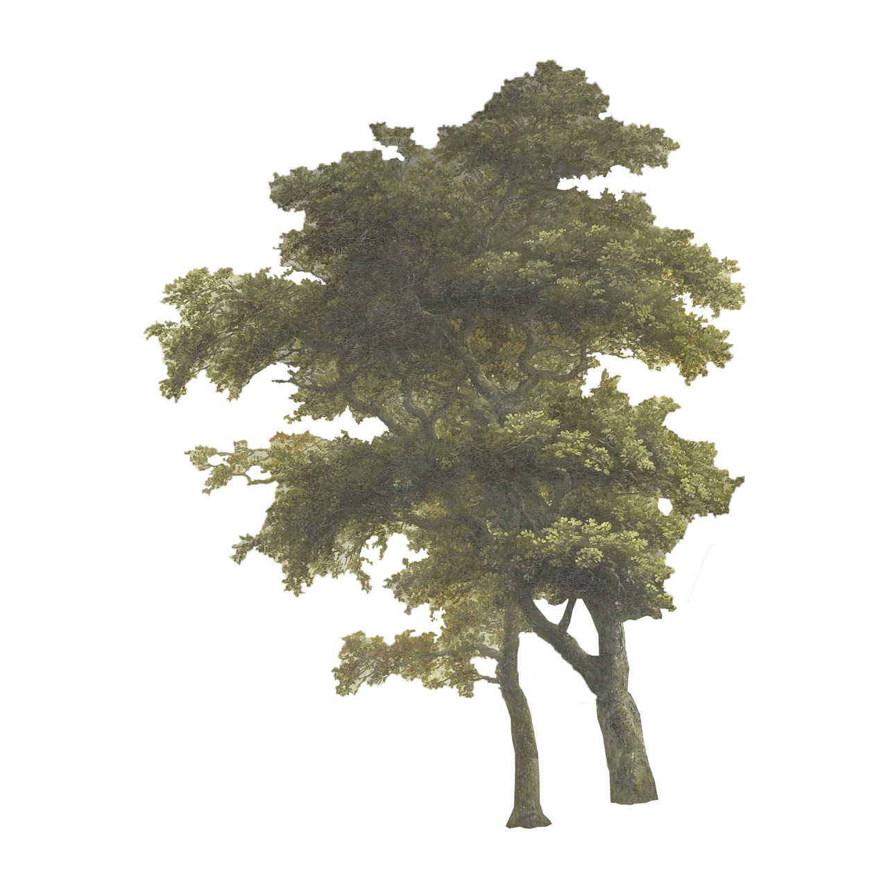 45 Vegetation & Plant Cutouts - PNGs – Studio Alternativi