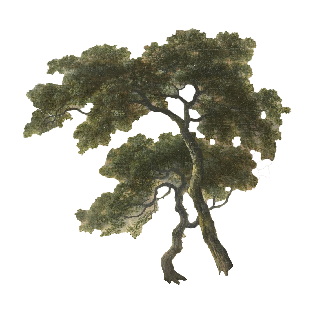 45 Vegetation & Plant Cutouts - PNGs – Studio Alternativi