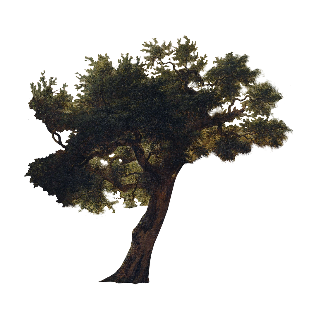 45 Vegetation & Plant Cutouts - PNGs – Studio Alternativi