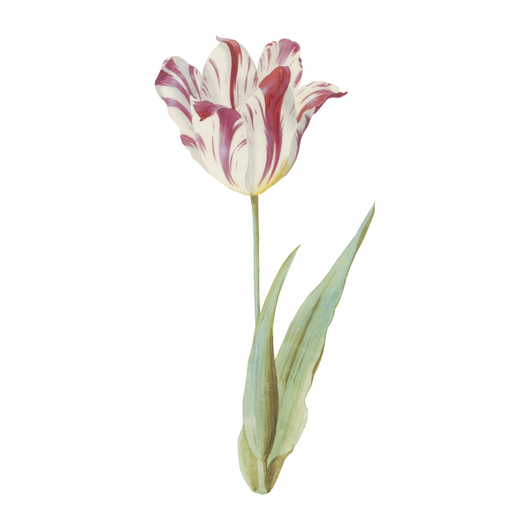 45 Vegetation & Plant Cutouts - PNGs – Studio Alternativi