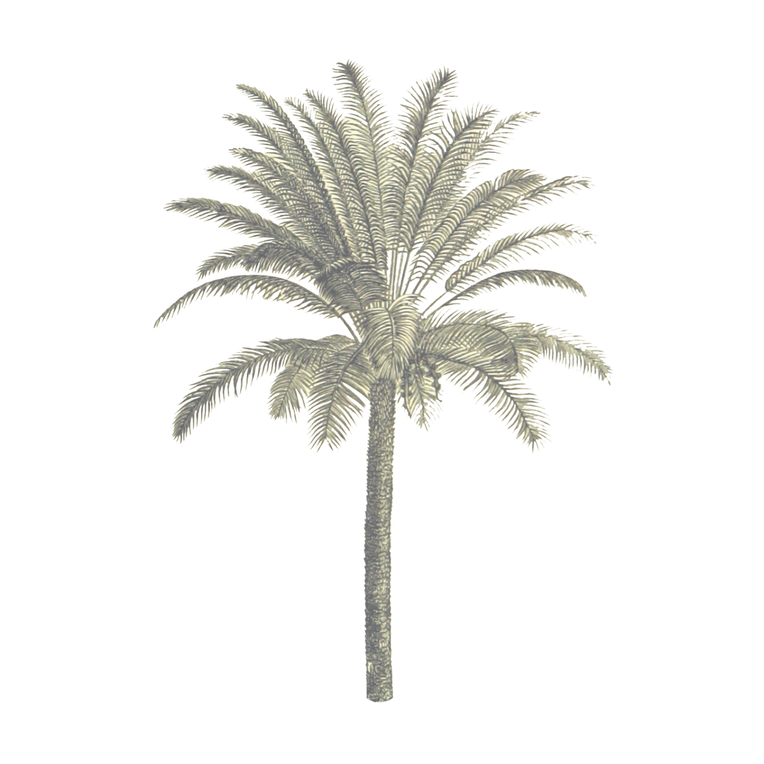 45 Vegetation & Plant Cutouts - PNGs – Studio Alternativi
