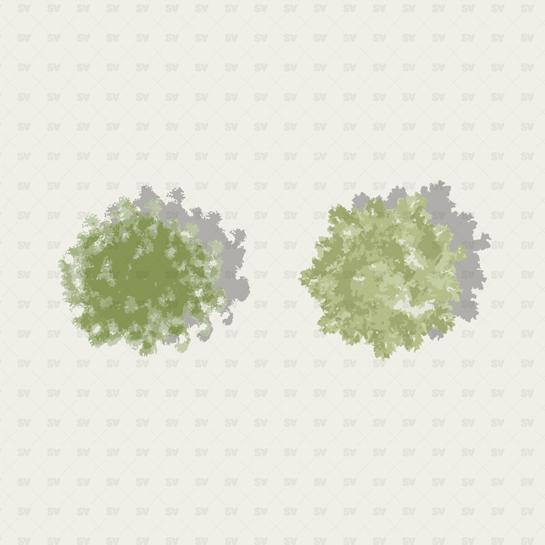 Plan View Trees with Shadows Vector Set – Studio Alternativi