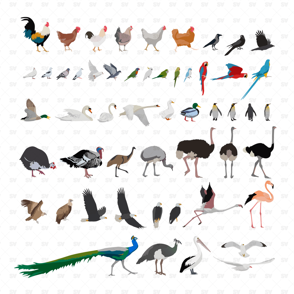 Detailed Vector Birds Pet Animals | AI PNG Download | Studio Alternativi
