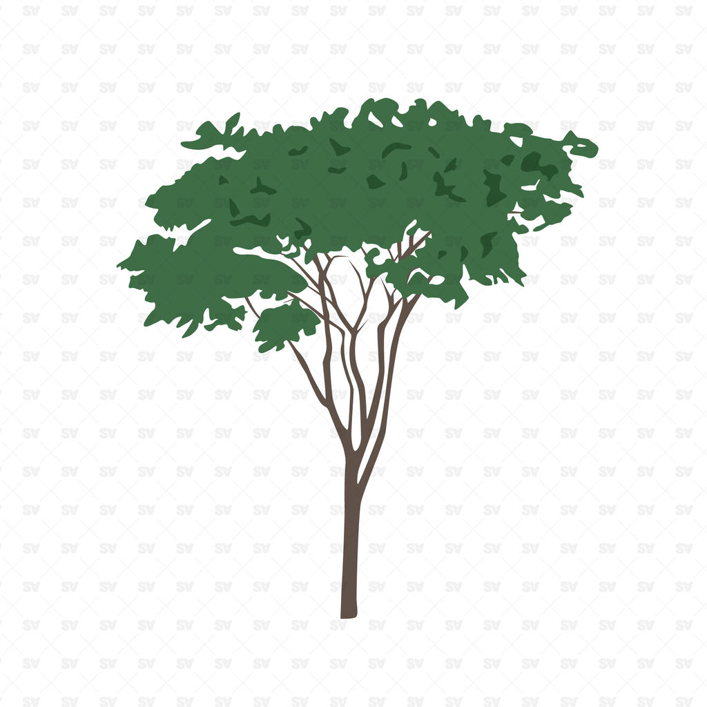 Trees and Plants Set (20 Vectors and PNGs) | AI PNG Download | Studio ...